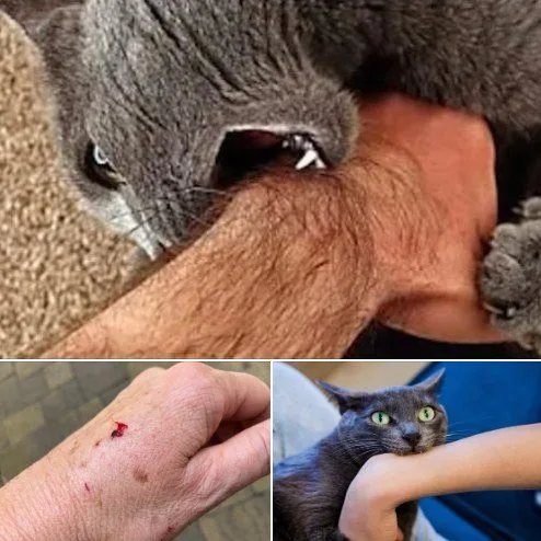 If the cat bites you, here’s what it really means - samrtlifehub